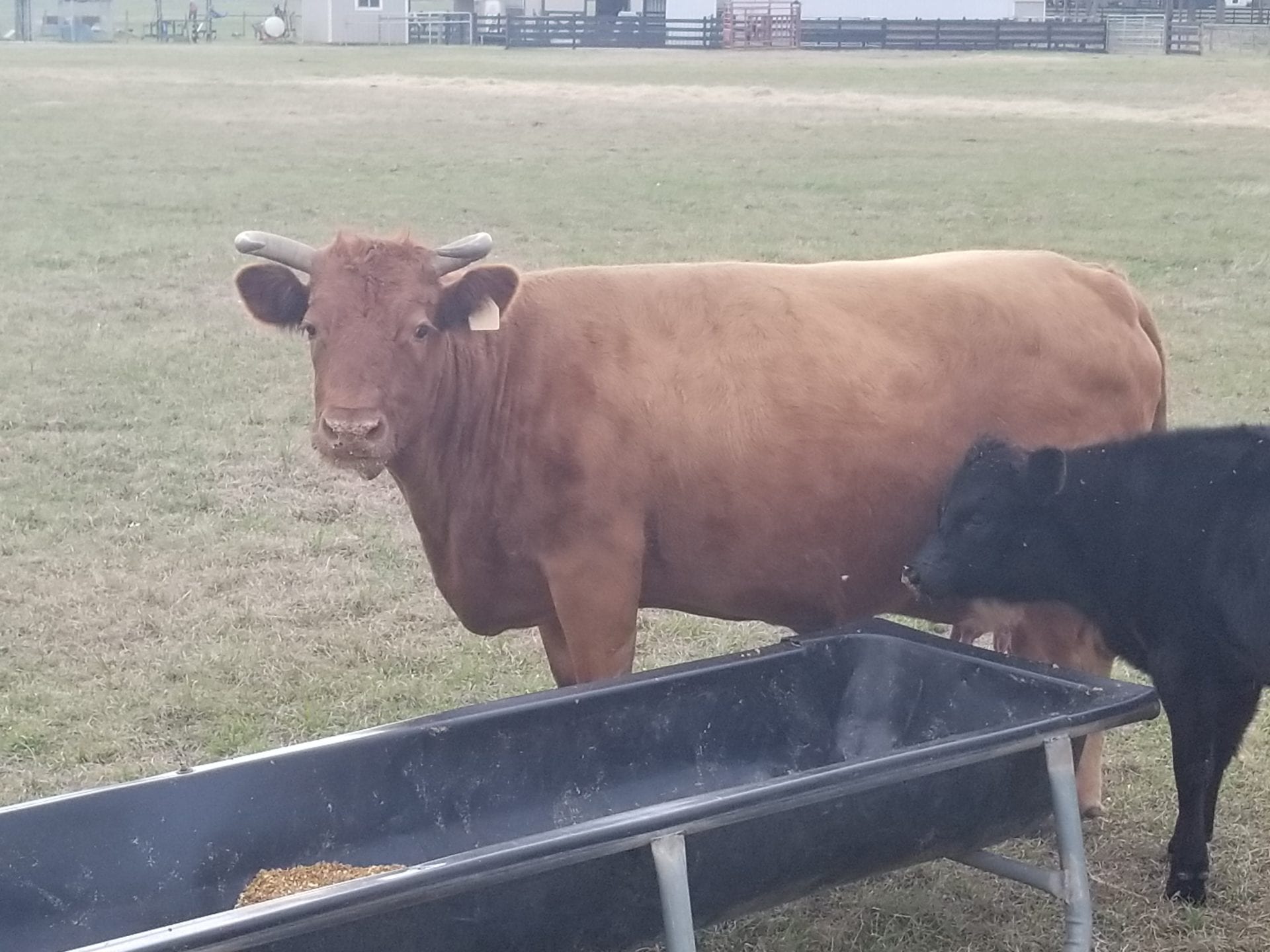 Red Dexter Cattle