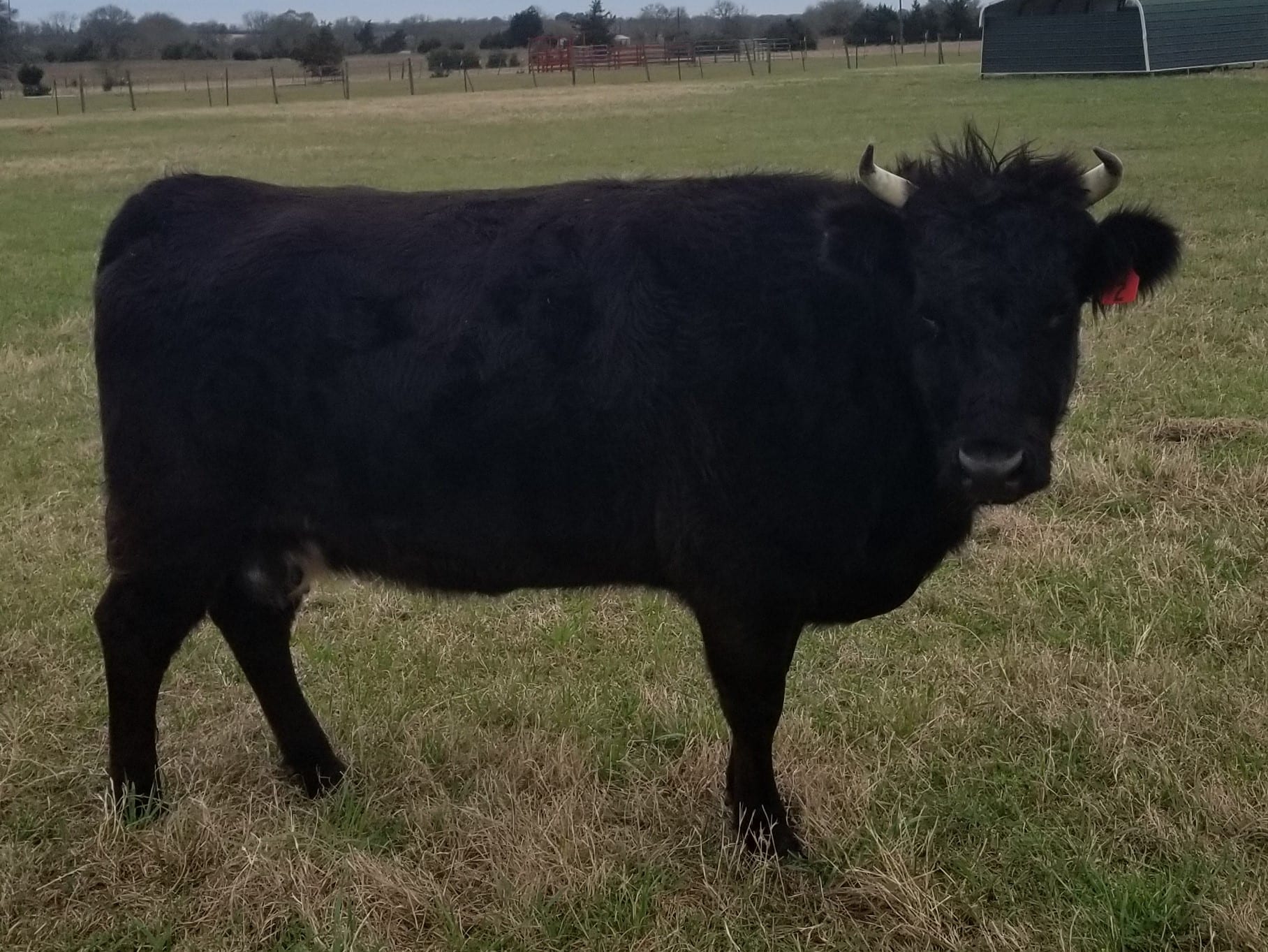 Dexter Cattle And Beef Texas